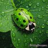 Dream About Ladybug: 10 Powerful Interpretations (by Betty)
